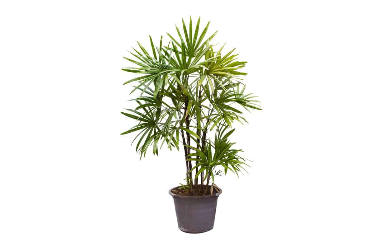 Indoor trees low light 🌳🌥 Top picks for dimly lit spaces