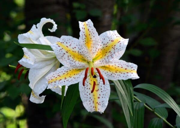 Types of lilies 🌸 🌺 A colorful guide to species and floral divisions