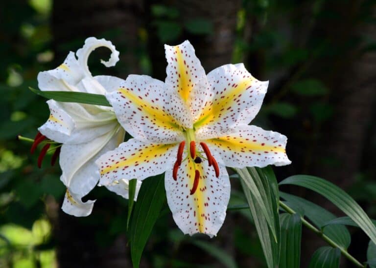 Types of lilies 🌸 🌺 A colorful guide to species and floral divisions