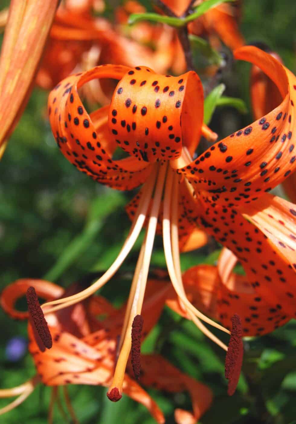 Types of lilies 🌸 🌺 A colorful guide to species and floral divisions