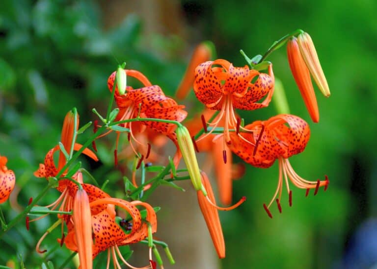 Tiger lily flower 🌼 🐅 Bold colors and patterns for every garden