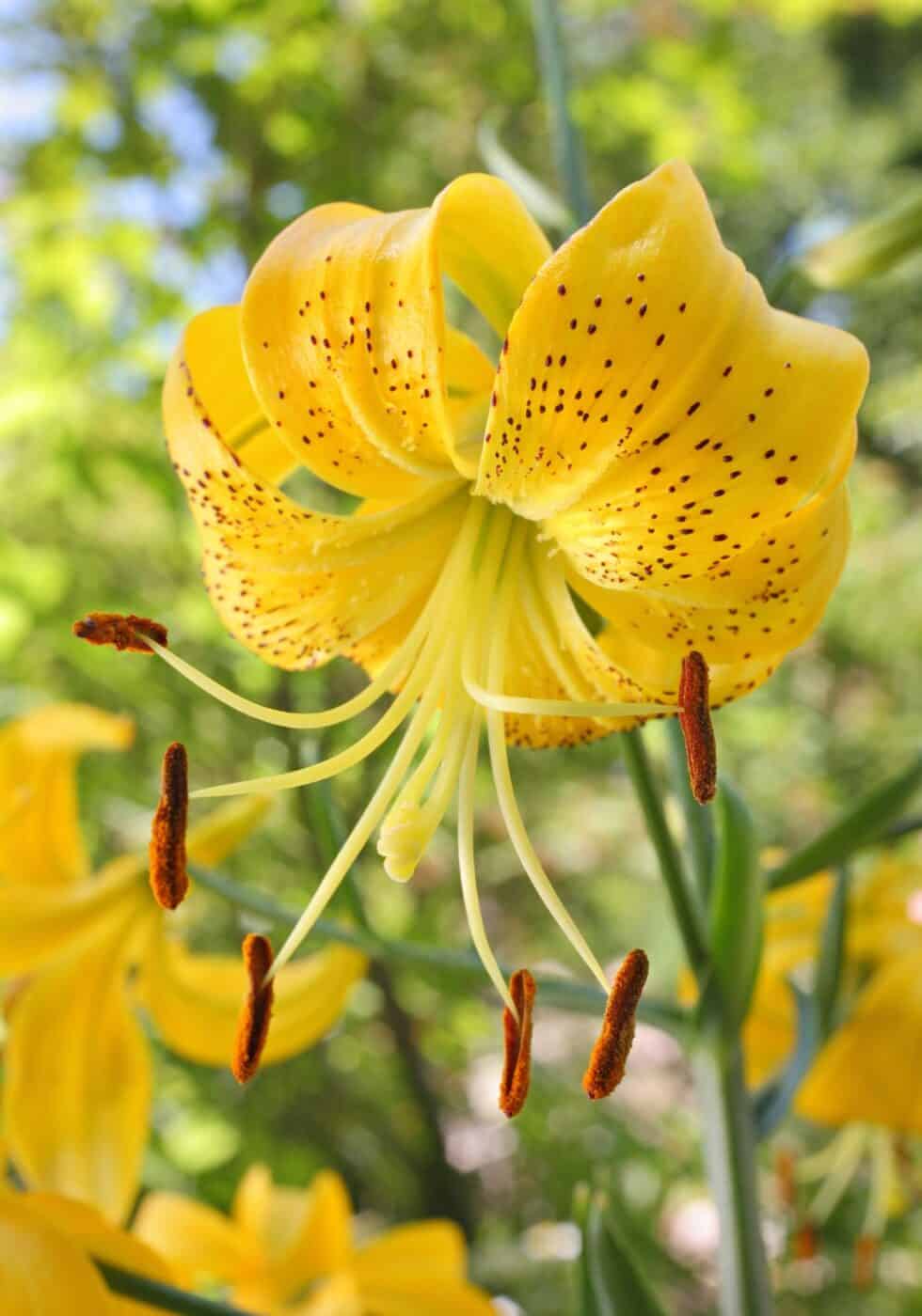 Types of lilies 🌸 🌺 A colorful guide to species and floral divisions