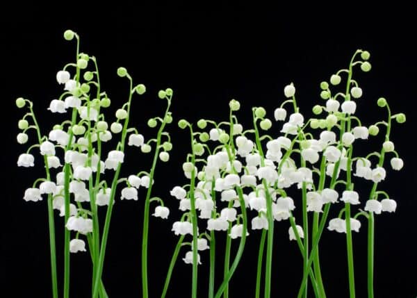 Lily of the Valley 🍃🔔 Delicate bells of spring's embrace