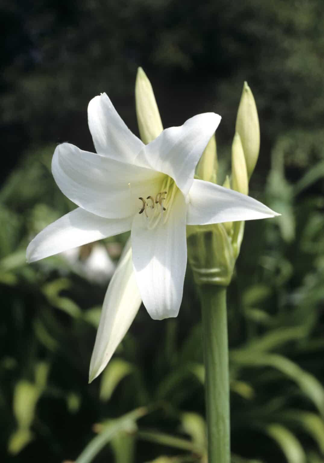 Madonna lily 🕊️ 🌼 The pure, fragrant beauty of history and gardens