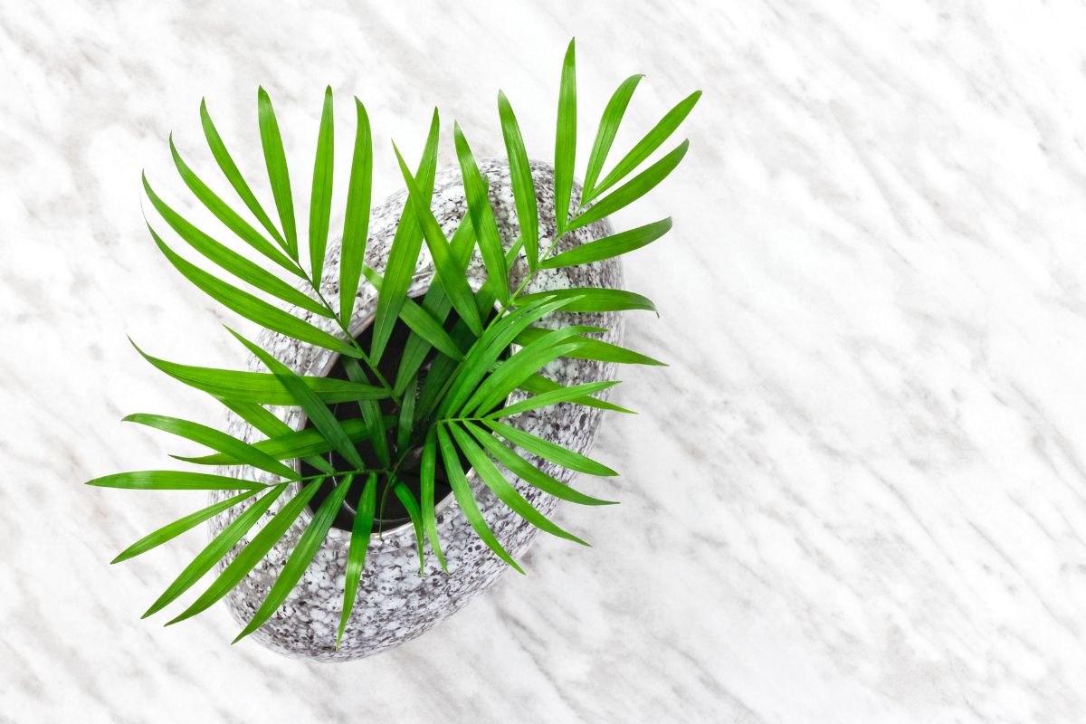 Indoor trees low light 🌳🌥 Top picks for dimly lit spaces