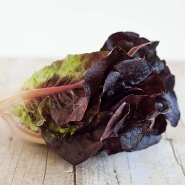 20 lettuce varieties 🥬 🌱 Crunchy, curly, and everything in between