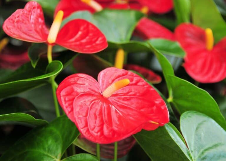 Red peace lily ️ 🌱 Plant care and growing guide