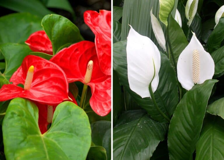Red peace lily ️ 🌱 Plant care and growing guide