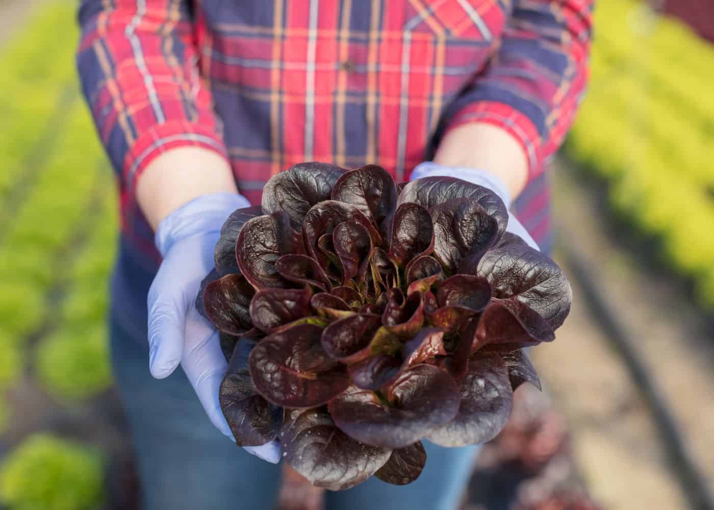 20 top lettuce varieties to grow | Home for the Harvest