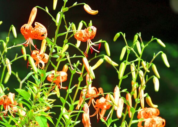 Tiger lily flower 🌼 🐅 Bold colors and patterns for every garden