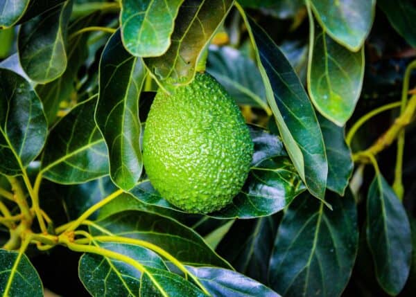 Planting avocado trees 🥑 🌳 Unlock the secrets to bountiful harvests