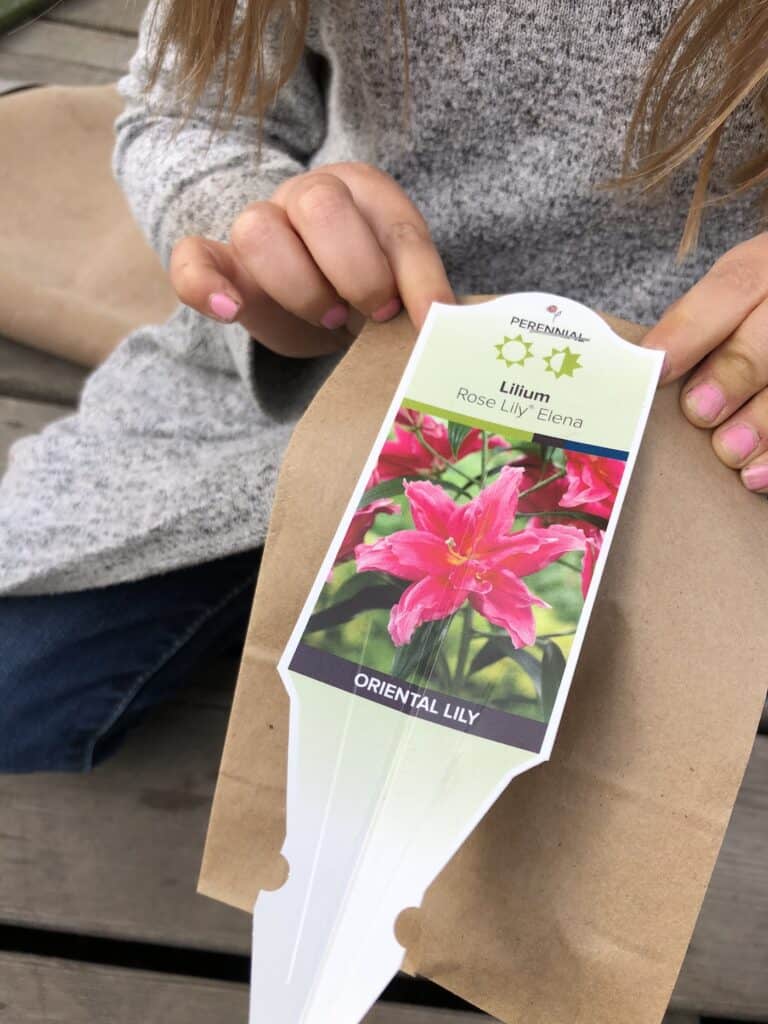 How to grow lilies 🌷🌿 From bulbs to blooms (step-by-step)