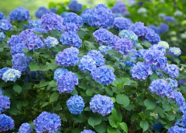 How to grow hydrangeas 🌺 🌿 Secrets for vibrant and lush blooms