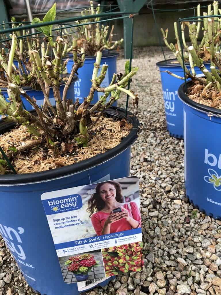 How to grow hydrangeas 🌺 🌿 Secrets for vibrant and lush blooms