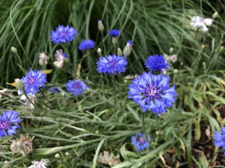 Winter sowing bachelor buttons ️ 🌸 Steps for vibrant flowers