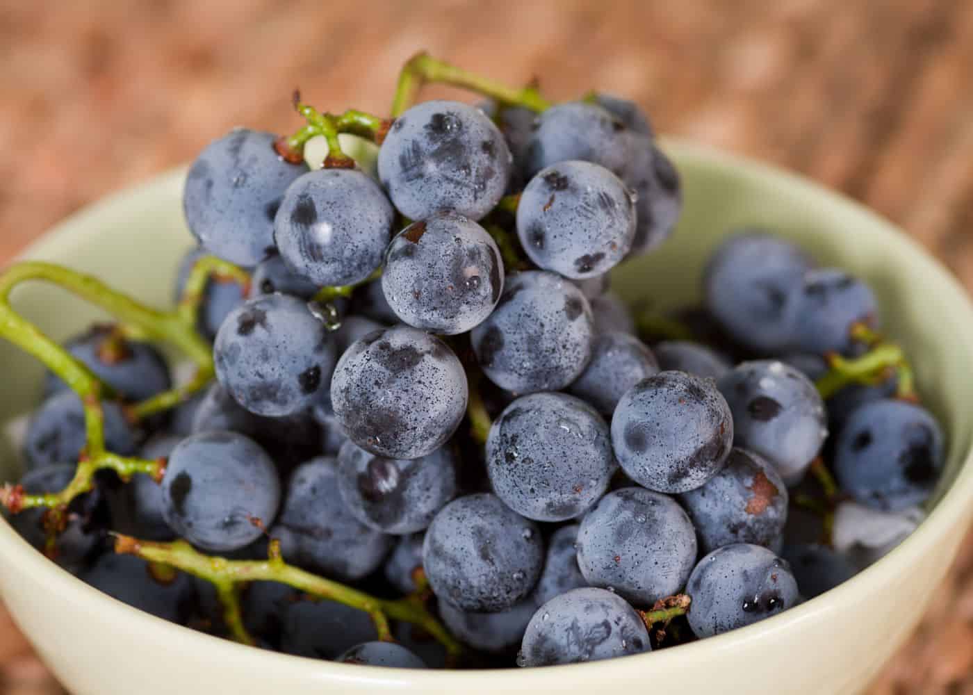Growing Concord grapes 🍇 🌿 Savor the sweetness of homegrown success