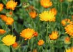 Winter sowing calendula ️ 🌼 Success strategies for chilly months