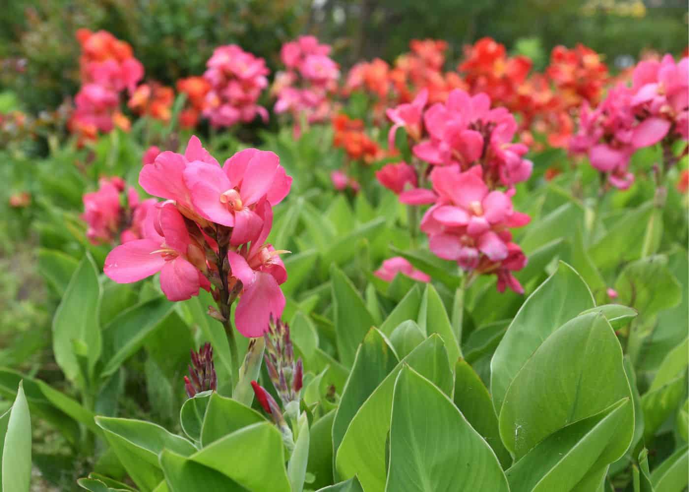 Canna lily 🌸 🌿 A tropical touch for your space