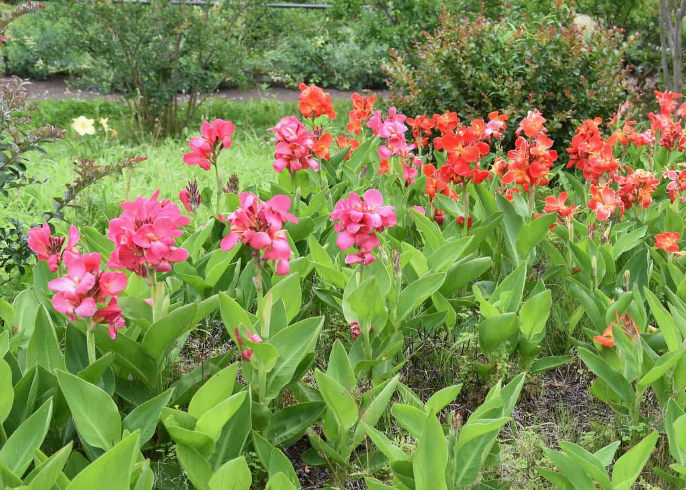 Canna lily 🌸 🌿 A tropical touch for your space