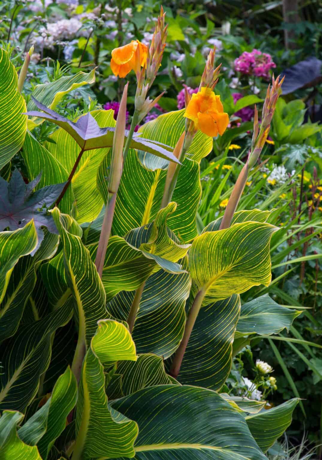 Canna lily 🌸 🌿 A tropical touch for your space