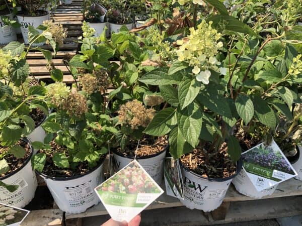 How to grow hydrangeas 🌺 🌿 Secrets for vibrant and lush blooms