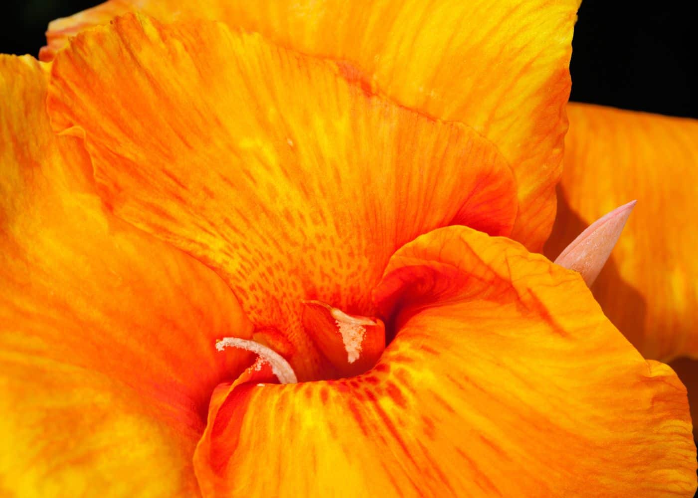 Canna lily