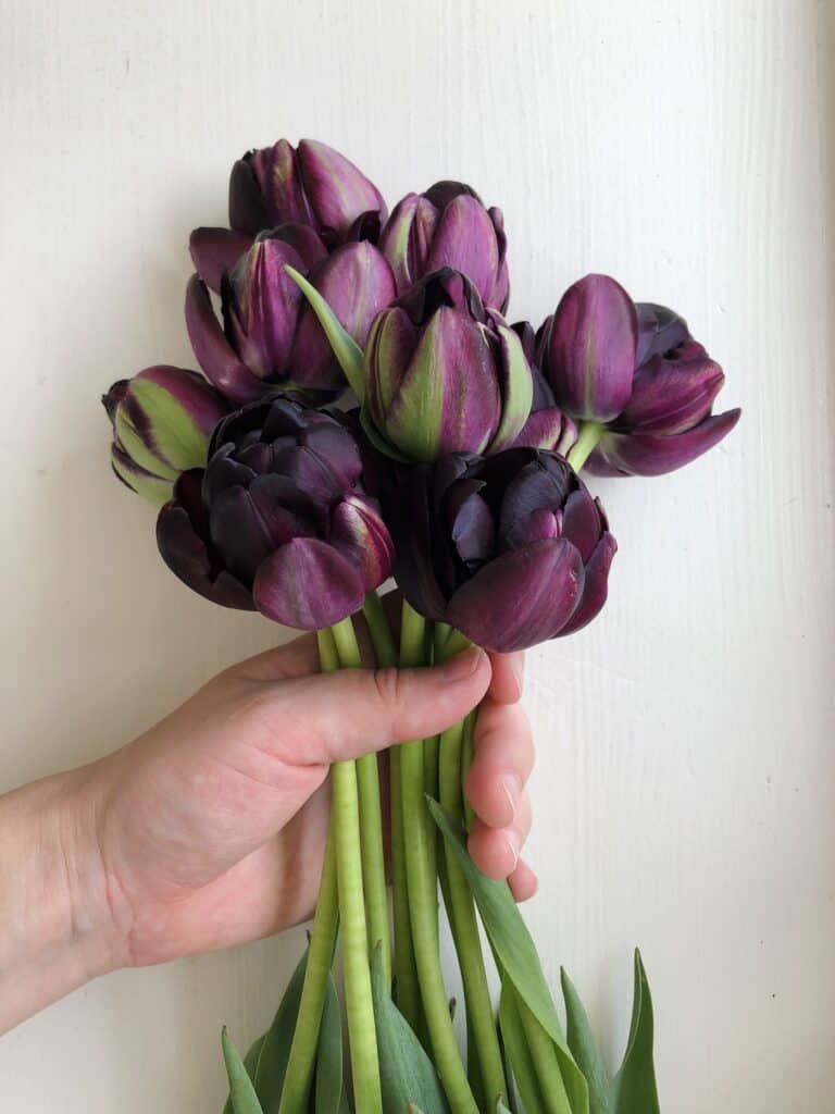 How to grow tulips 🍃🌷 Best practices and care for beautiful blooms