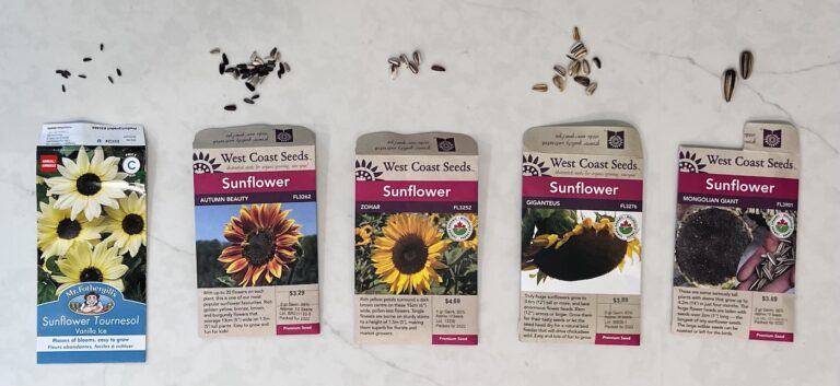 How deep to plant sunflower seeds 🌻 🌱 Discover the right depth!