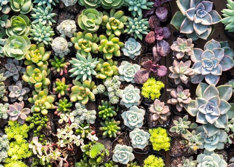 How to grow succulents 🌿🌟 Thrive with resilient radiance