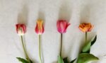 How to grow tulips 🍃🌷 Best practices and care for beautiful blooms