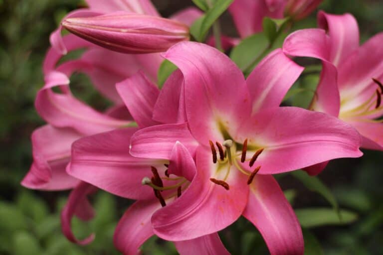 30 lily varieties 🌺 🌼 Exploring the diverse world of lilies