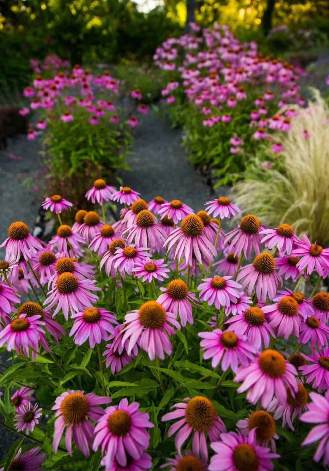 20 Flower seeds to plant in February 🌱 Kickstart your spring blooms!