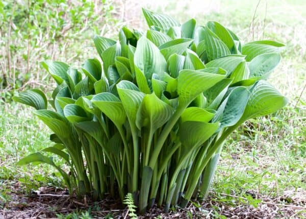 How to grow hostas 🍃 🌿 The ultimate guide for shade-loving plants