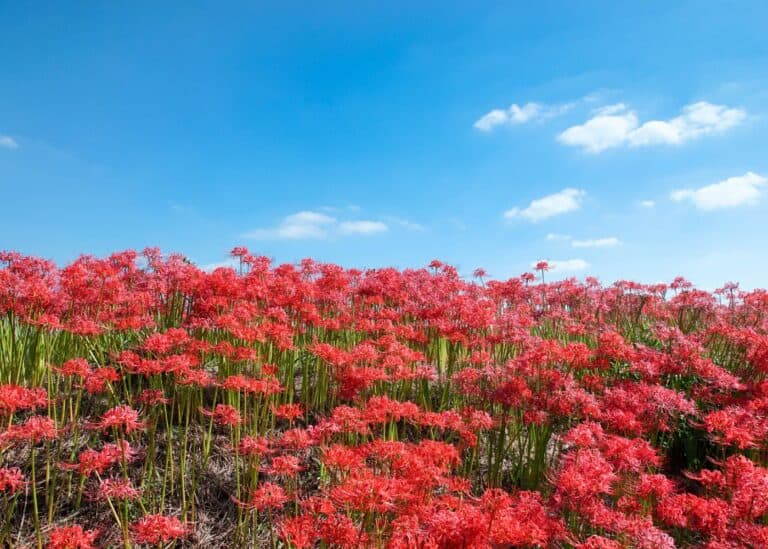 Red spider lily 🌹 🕷️ The mysterious allure of autumn's bloom