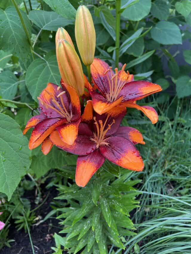 30 lily varieties 🌺 🌼 Exploring the diverse world of lilies