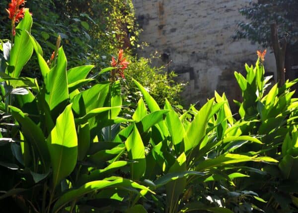 Canna lily 🌸 🌿 A tropical touch for your space