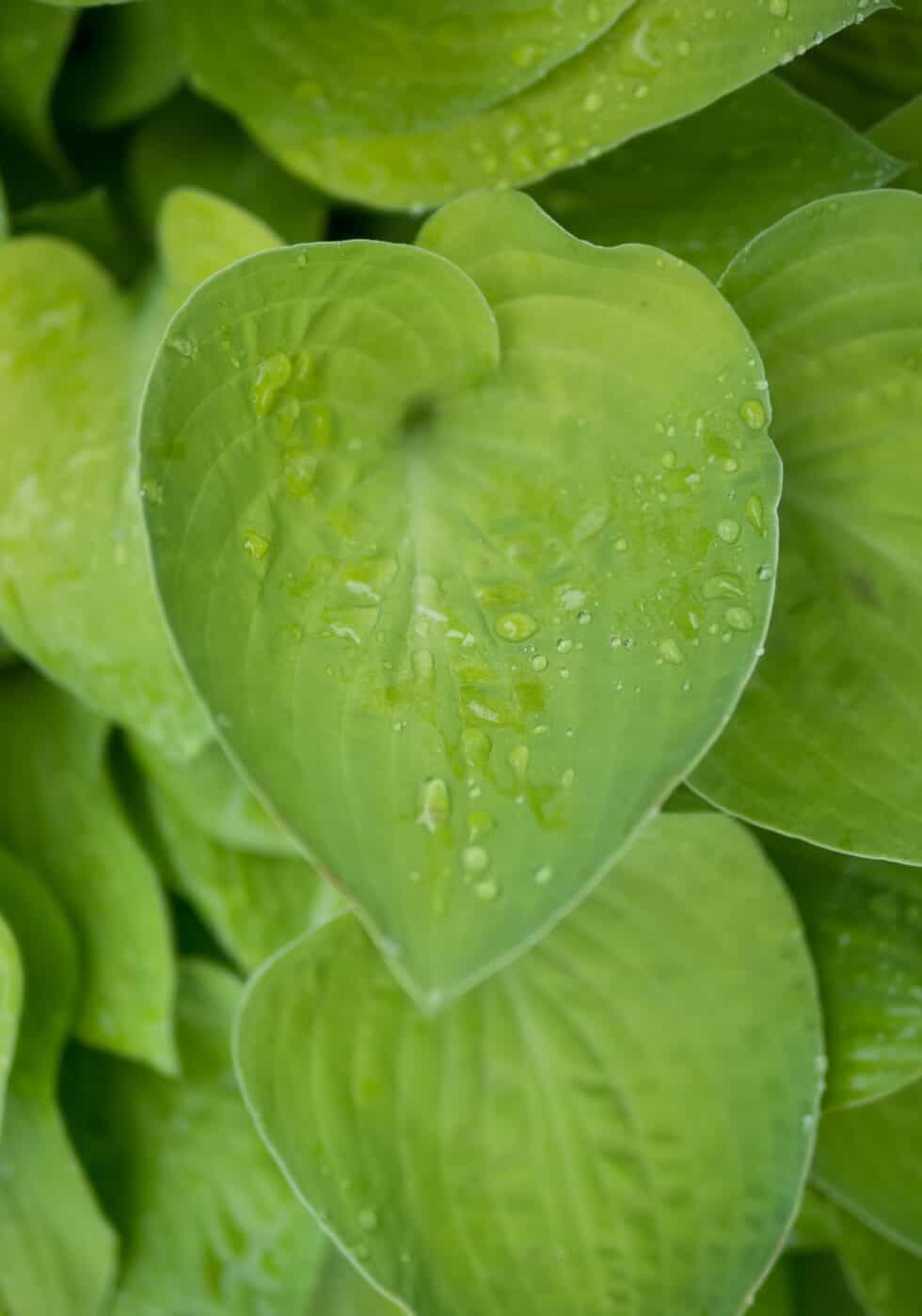 How to grow hostas 🍃 🌿 The ultimate guide for shade-loving plants