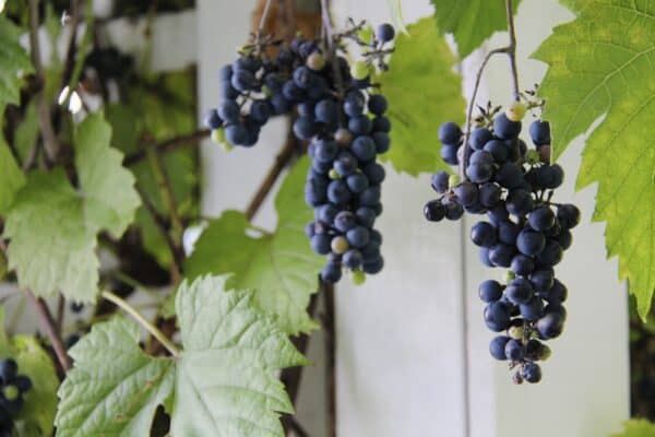 Growing Concord grapes 🍇 🌿 Savor the sweetness of homegrown success