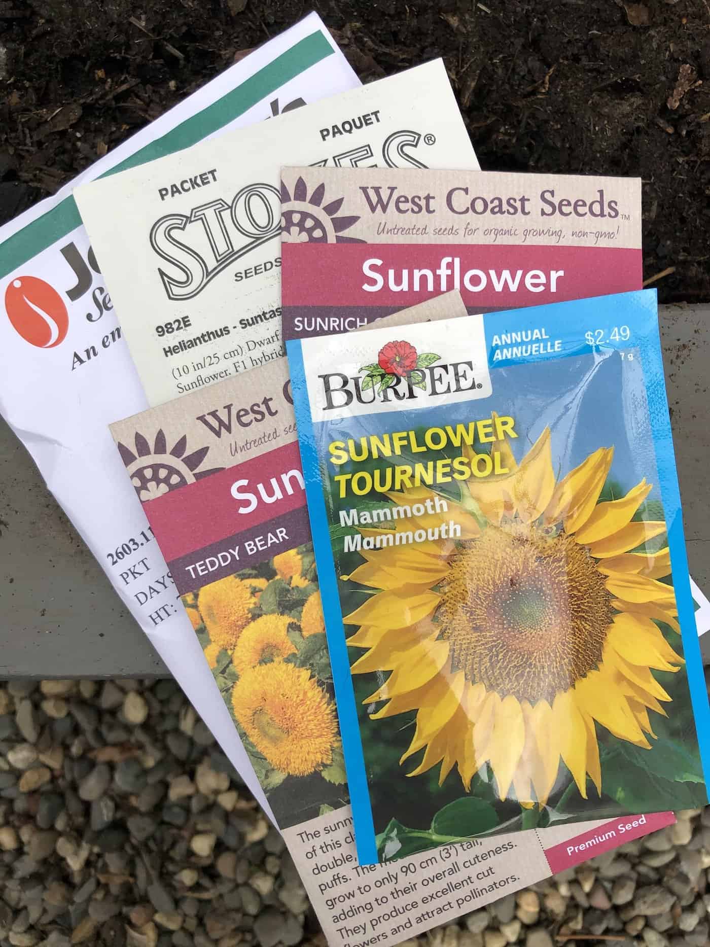 How deep to plant sunflower seeds 🌻 🌱 Discover the right depth!