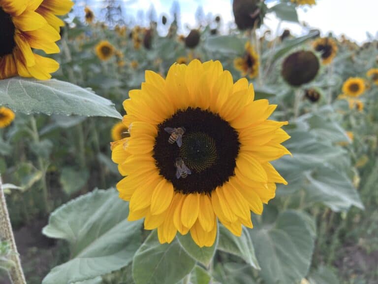 How long does it take for a sunflower to grow? 🌻⏳ A timeline for your ...