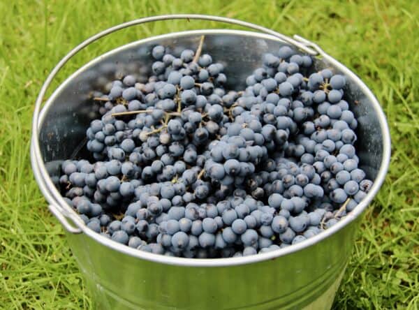 Growing Concord grapes 🍇 🌿 Savor the sweetness of homegrown success