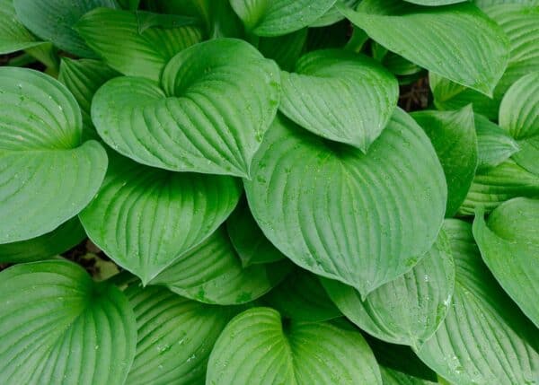 How to grow hostas 🍃 🌿 The ultimate guide for shade-loving plants