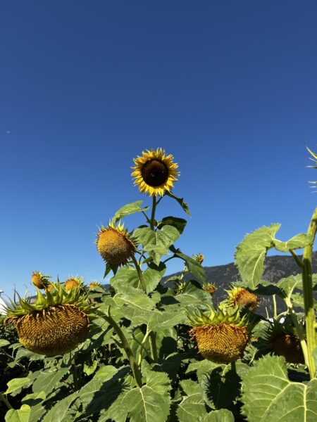 How tall is a sunflower? 🏡 🌻 Categories and expected heights