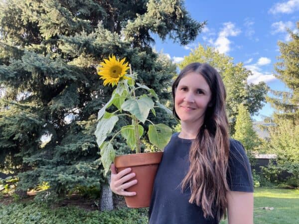 How tall is a sunflower? 🏡 🌻 Categories and expected heights