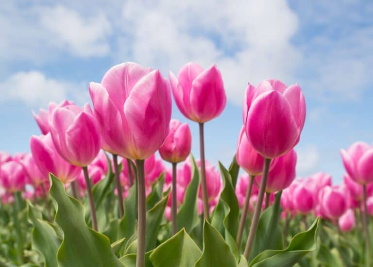 How to grow tulips 🍃🌷 Best practices and care for beautiful blooms