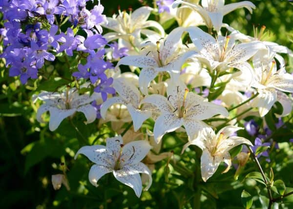 How to grow lilies 🌷🌿 From bulbs to blooms (step-by-step)