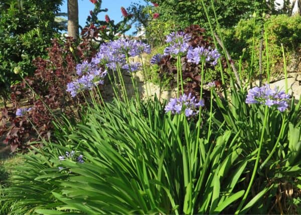 Lily of the Nile 🌺 💧 A touch of African beauty in your garden