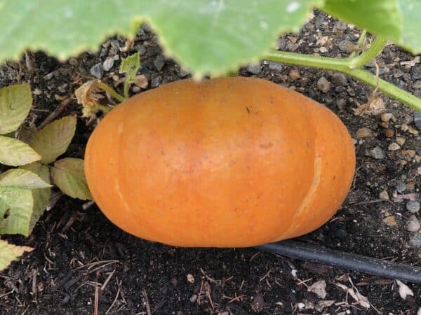 How to grow pumpkins 🍂 🎃 Expert advice for every step