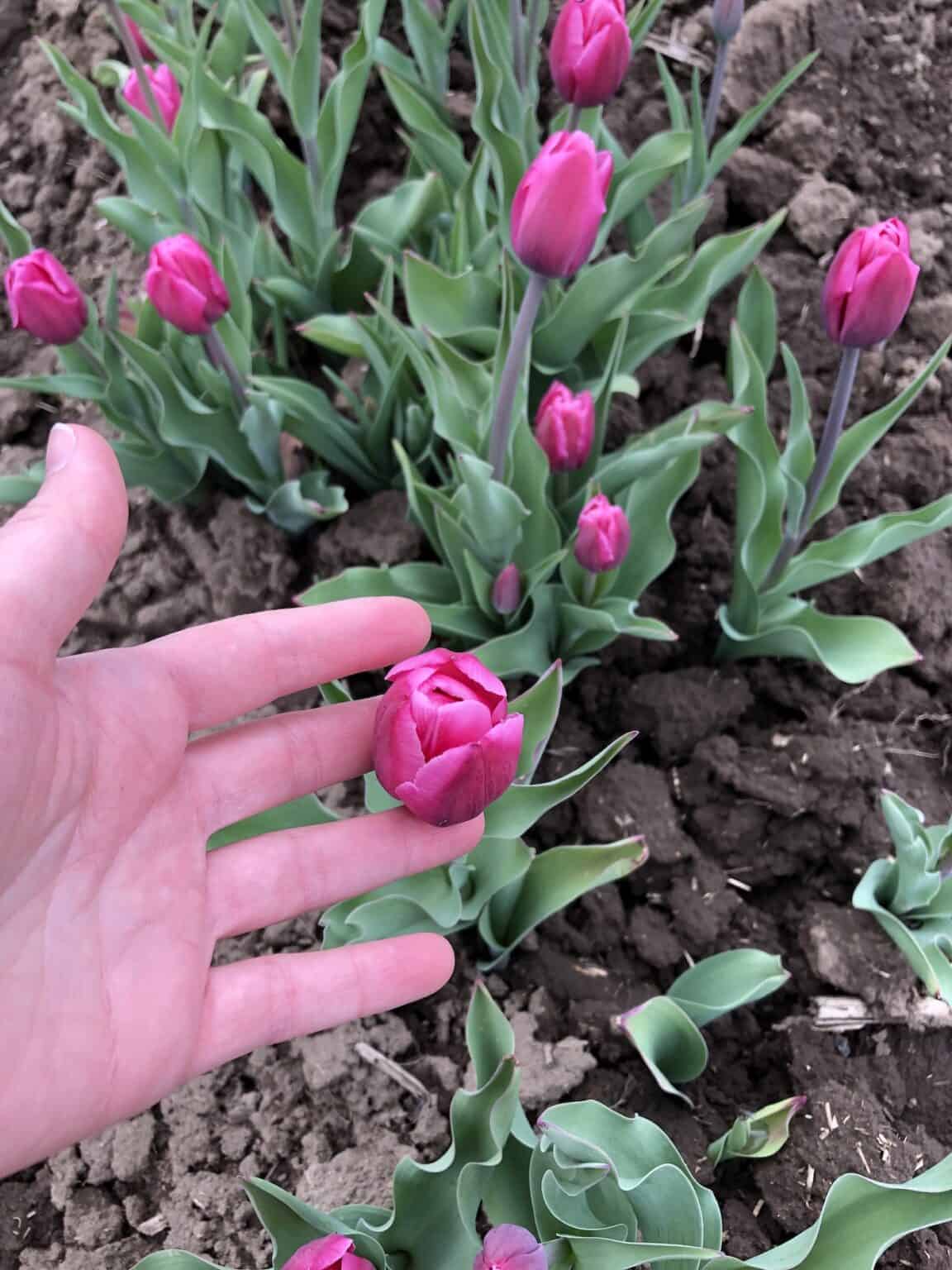 How to grow tulips 🍃🌷 Best practices and care for beautiful blooms