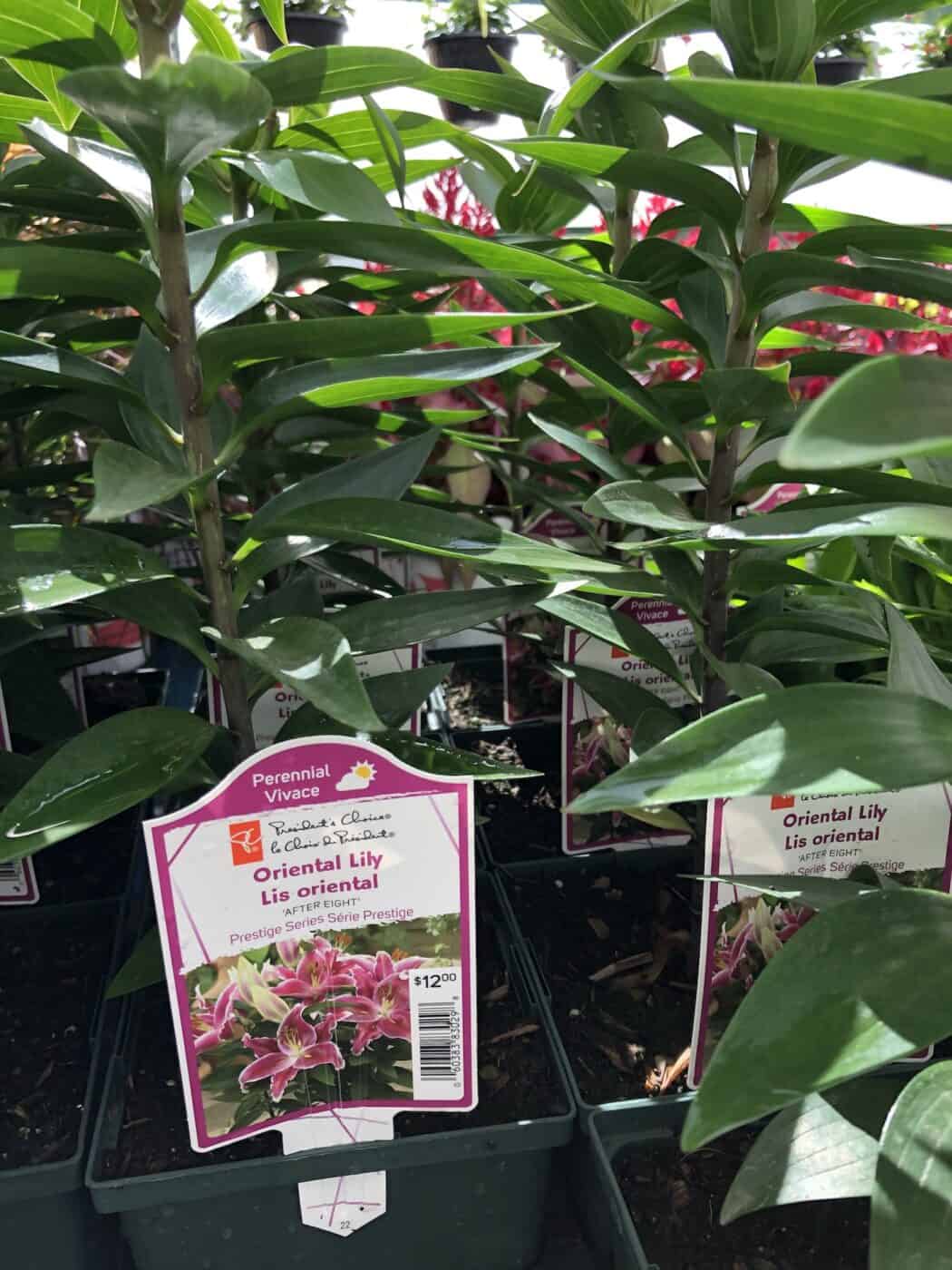 Types of lilies 🌸 🌺 A colorful guide to species and floral divisions